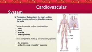 Cardiovascular System | PPT