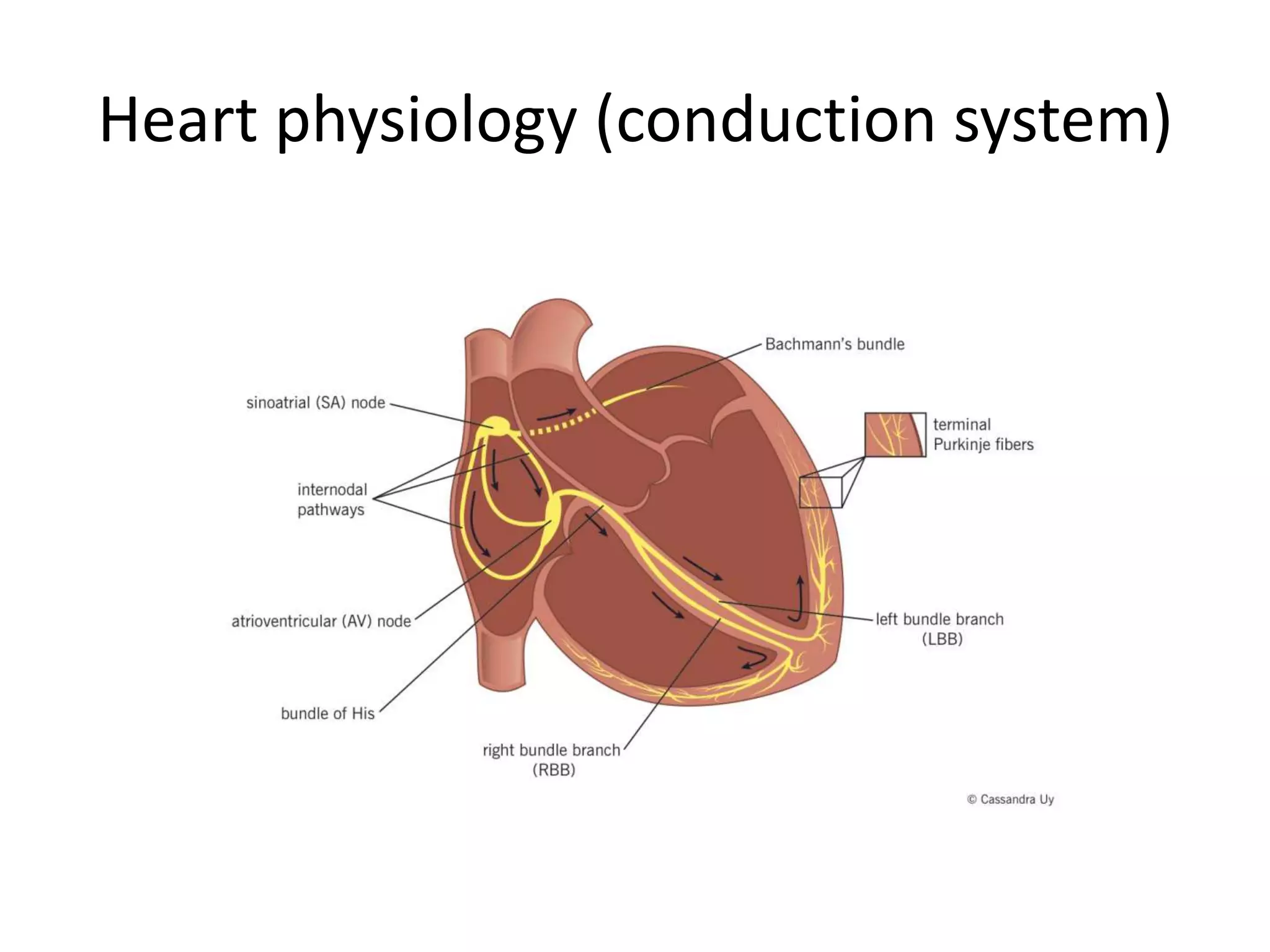 heart physiology -conduction system nursing | PPTX