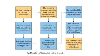 Cardiovascular system.pptx