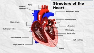 Heart anatomy and define, function,structure and | PPT