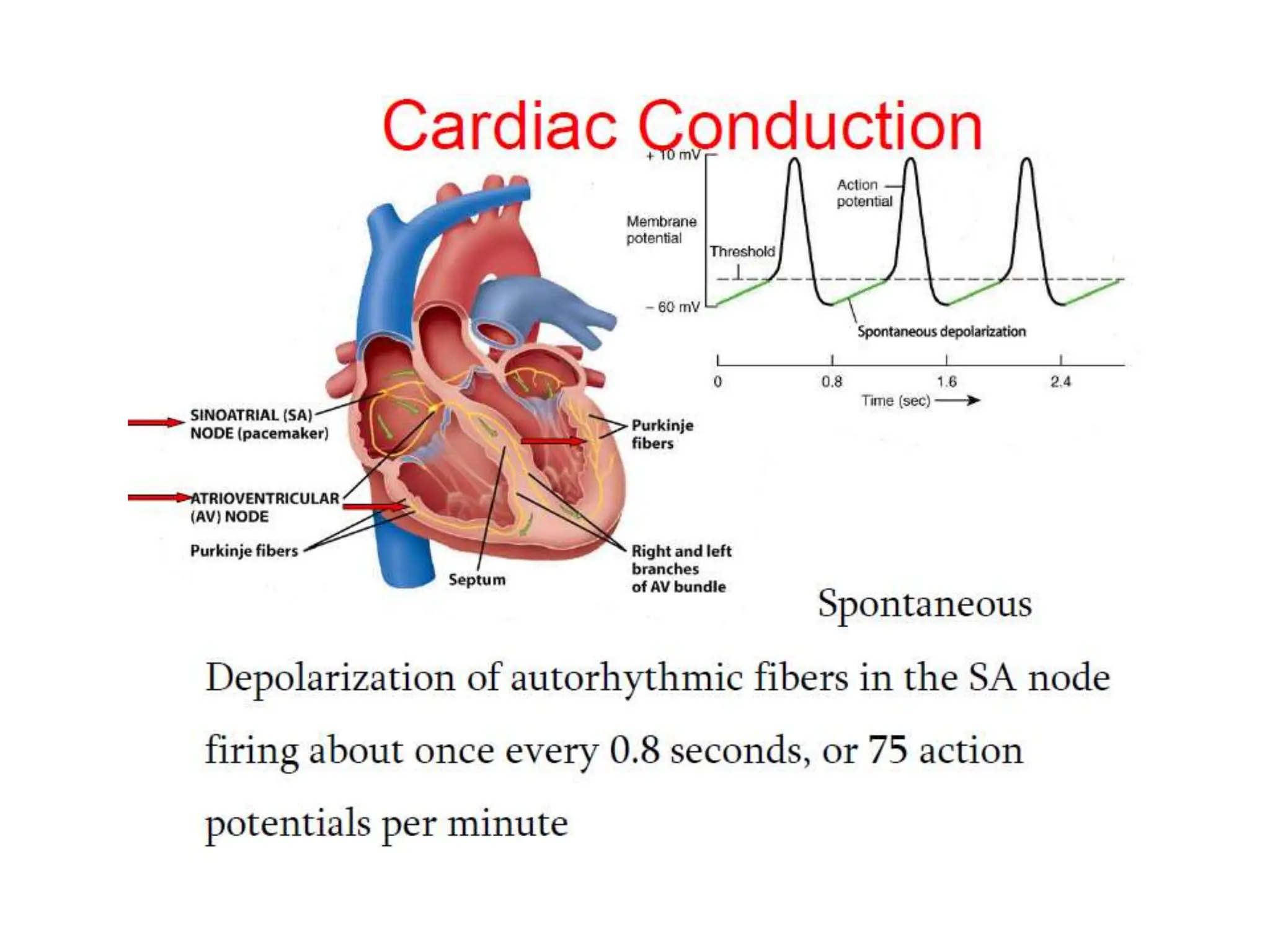 anatomy and physiology of Heart and its ECG | PPTX