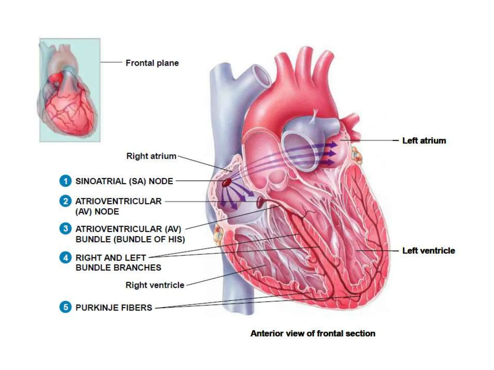 anatomy and physiology of Heart and its ECG | PPTX