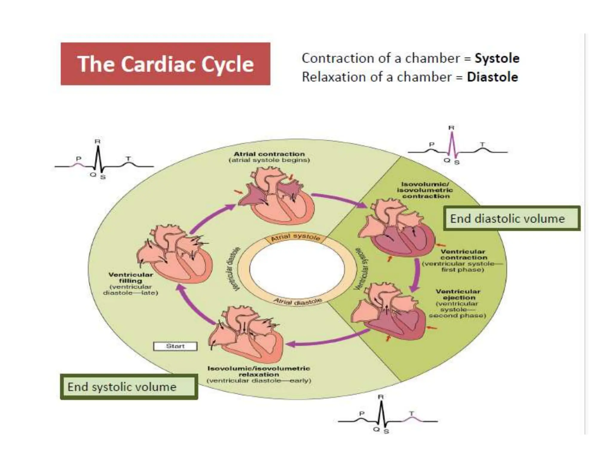 anatomy and physiology of Heart and its ECG | PPTX