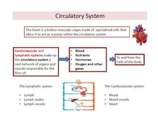anatomy and physiology of Heart and its ECG | PPTX