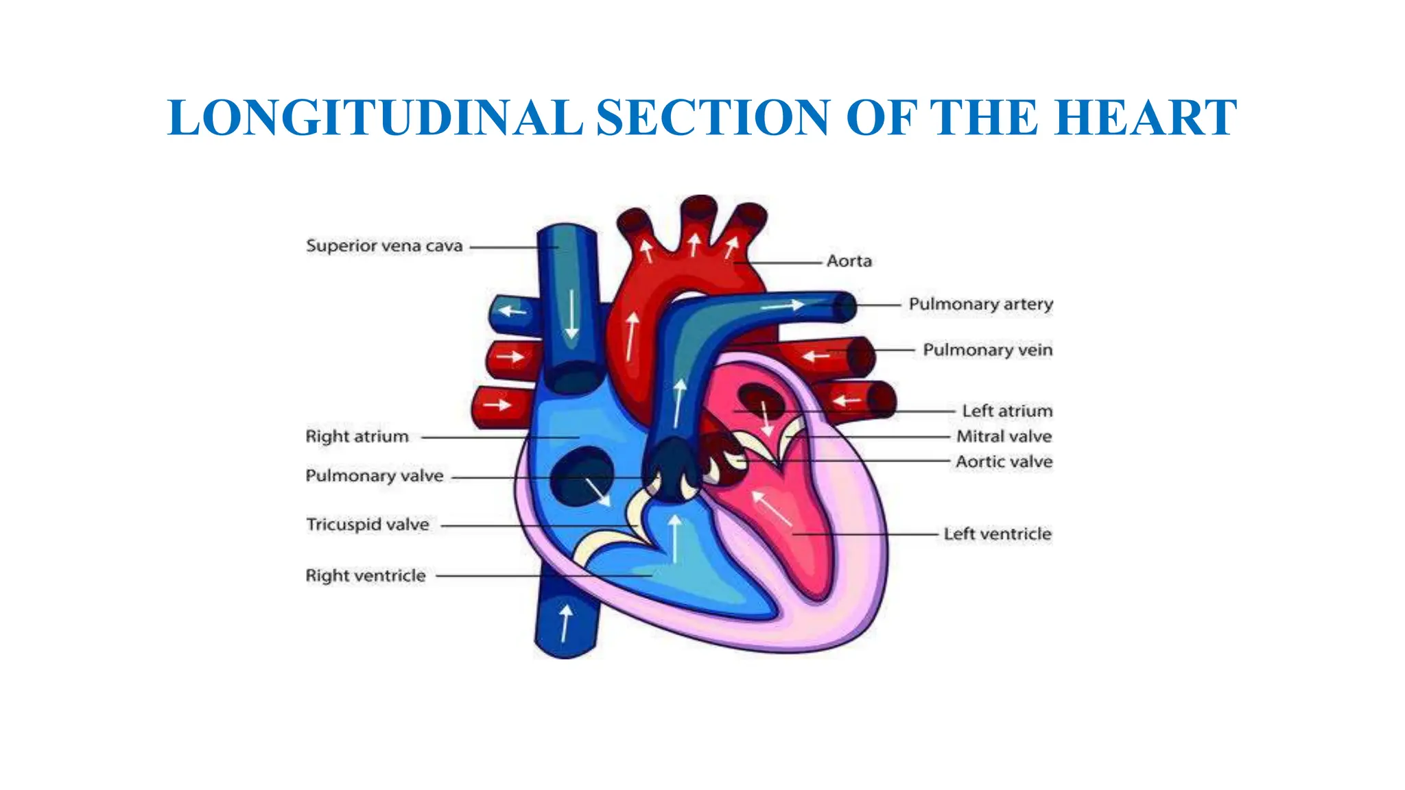 HEART Structure of Human Heart Natural Science | PPTX