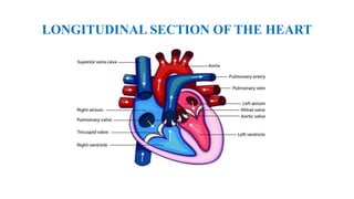 HEART Structure of Human Heart Natural Science | PPTX