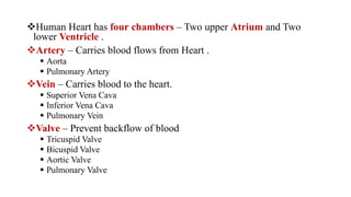 HEART Structure of Human Heart Natural Science | PPTX