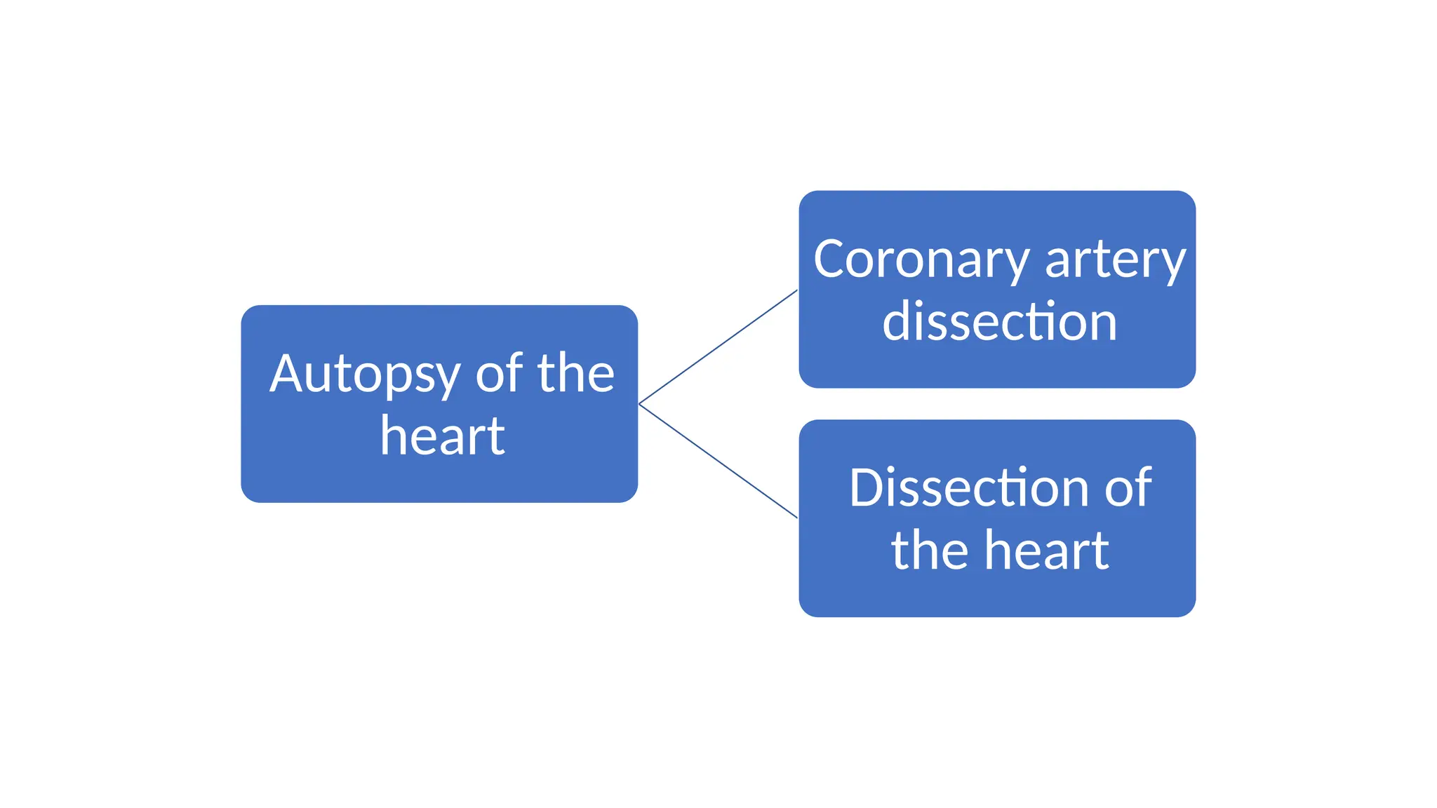 Heart.pptxllllllllllllllllllllllllllllllllll | PPT