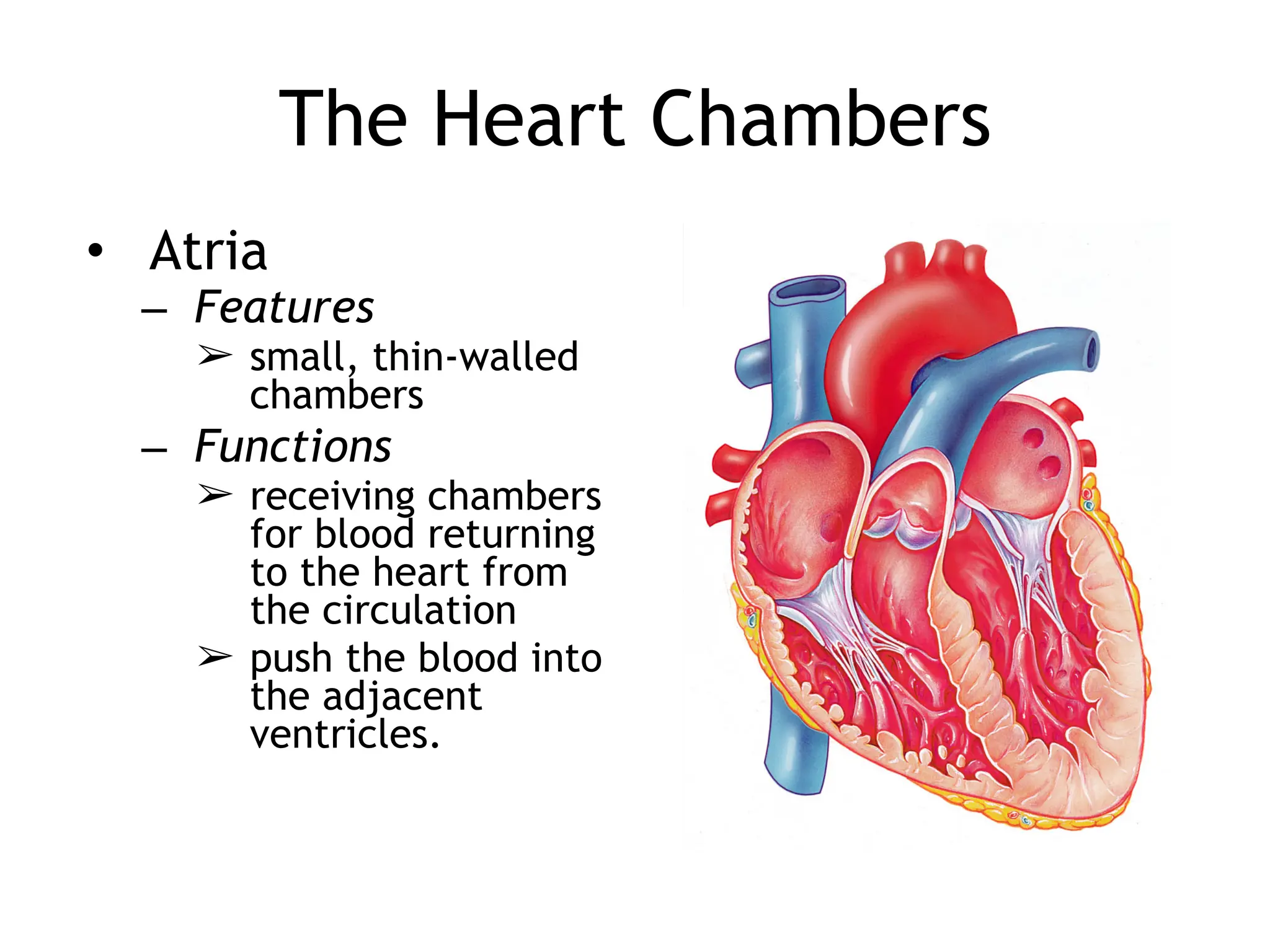 Heart GENERAL ANATOMY - THORAX PART 2.pdf
