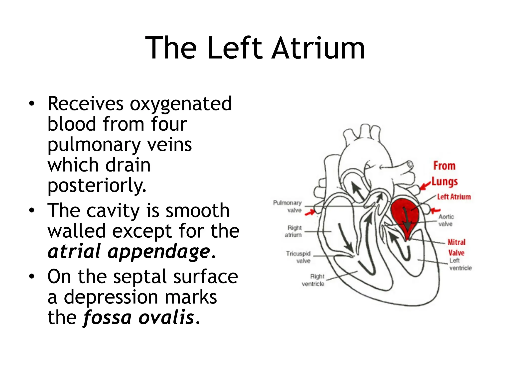 Heart GENERAL ANATOMY - THORAX PART 2.pdf