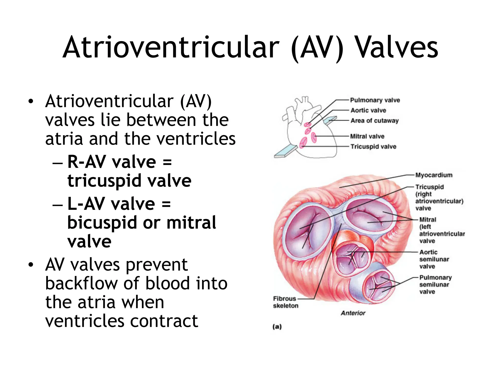 Heart GENERAL ANATOMY - THORAX PART 2.pdf