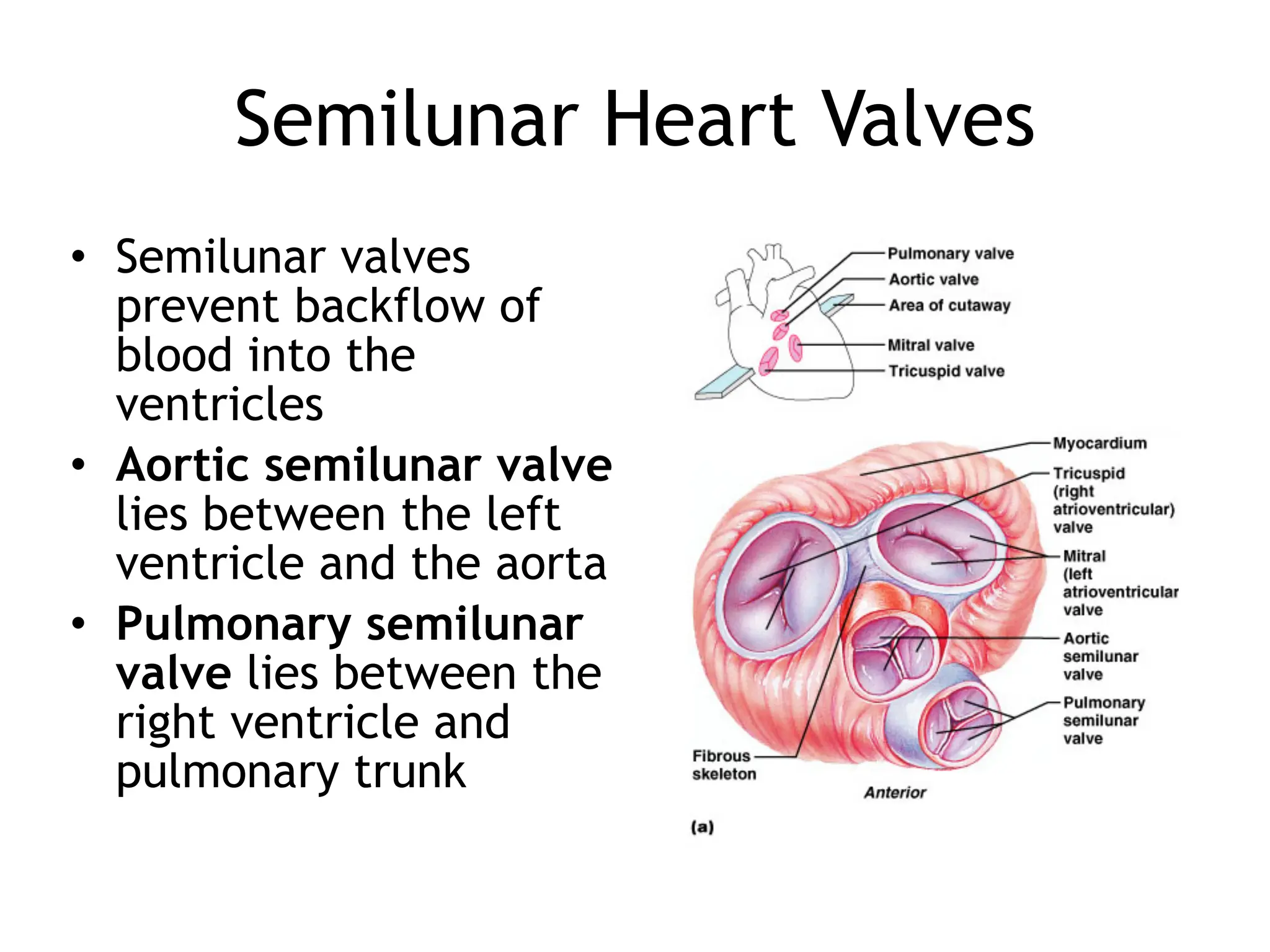 Heart GENERAL ANATOMY - THORAX PART 2.pdf