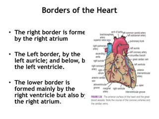 Heart GENERAL ANATOMY - THORAX PART 2.pdf