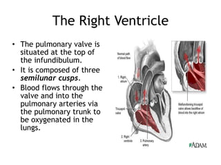 Heart GENERAL ANATOMY - THORAX PART 2.pdf