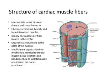 HEART.pptx histology heart histology histology | PPTX