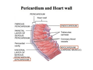 HEART.pptx histology heart histology histology | PPTX
