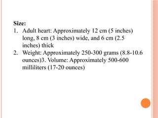 HEART position of heart & functions of the heart | PPT