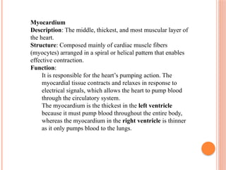 HEART position of heart & functions of the heart | PPT