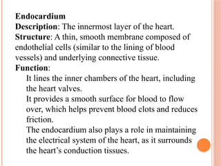 HEART position of heart & functions of the heart | PPT
