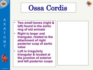 Heart anatomy of the veterinary animals ppt | PPT