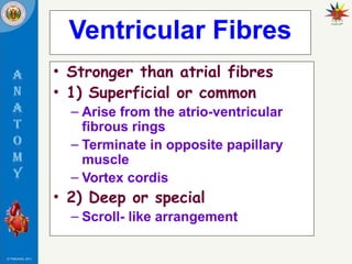 Heart anatomy of the veterinary animals ppt | PPT