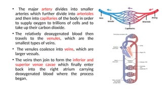 HEART structure cardiac cycle conduction pathway | PPTX