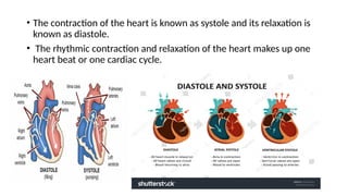 HEART structure cardiac cycle conduction pathway | PPTX
