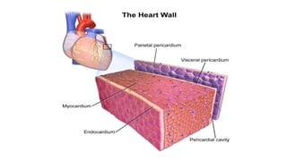 HEART structure cardiac cycle conduction pathway | PPTX