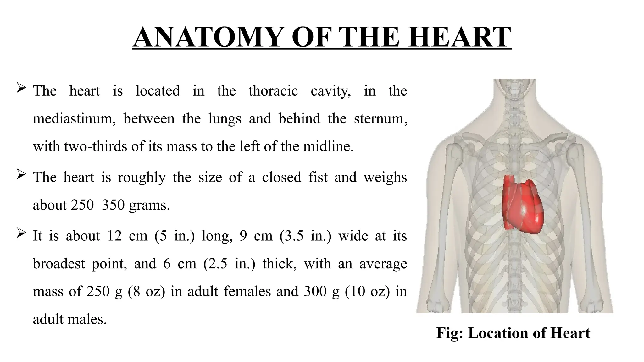 The Cardiovascular System !! The Heart !! Anatomy & Physiology ...