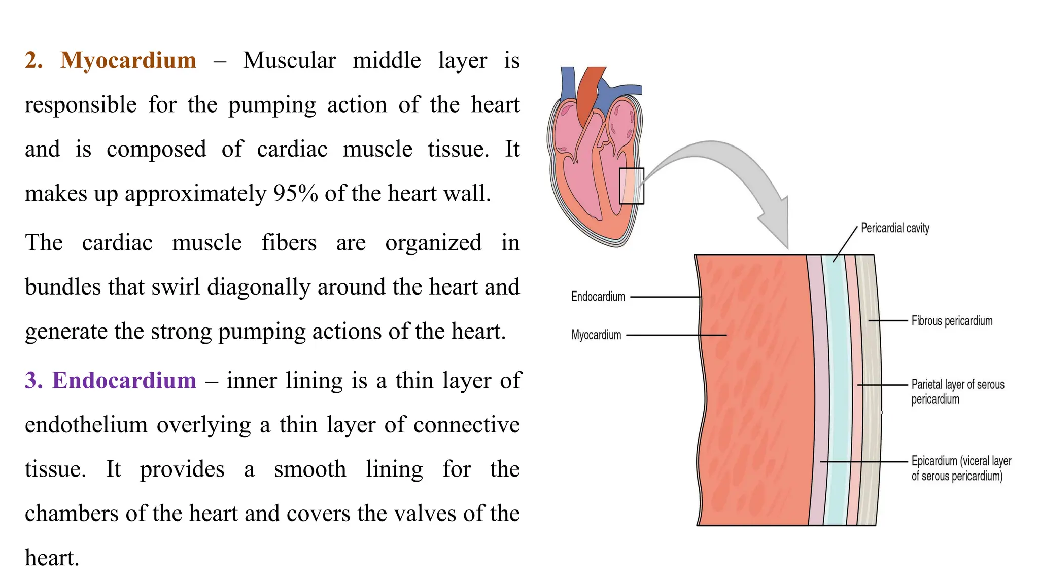 The Cardiovascular System !! The Heart !! Anatomy & Physiology ...