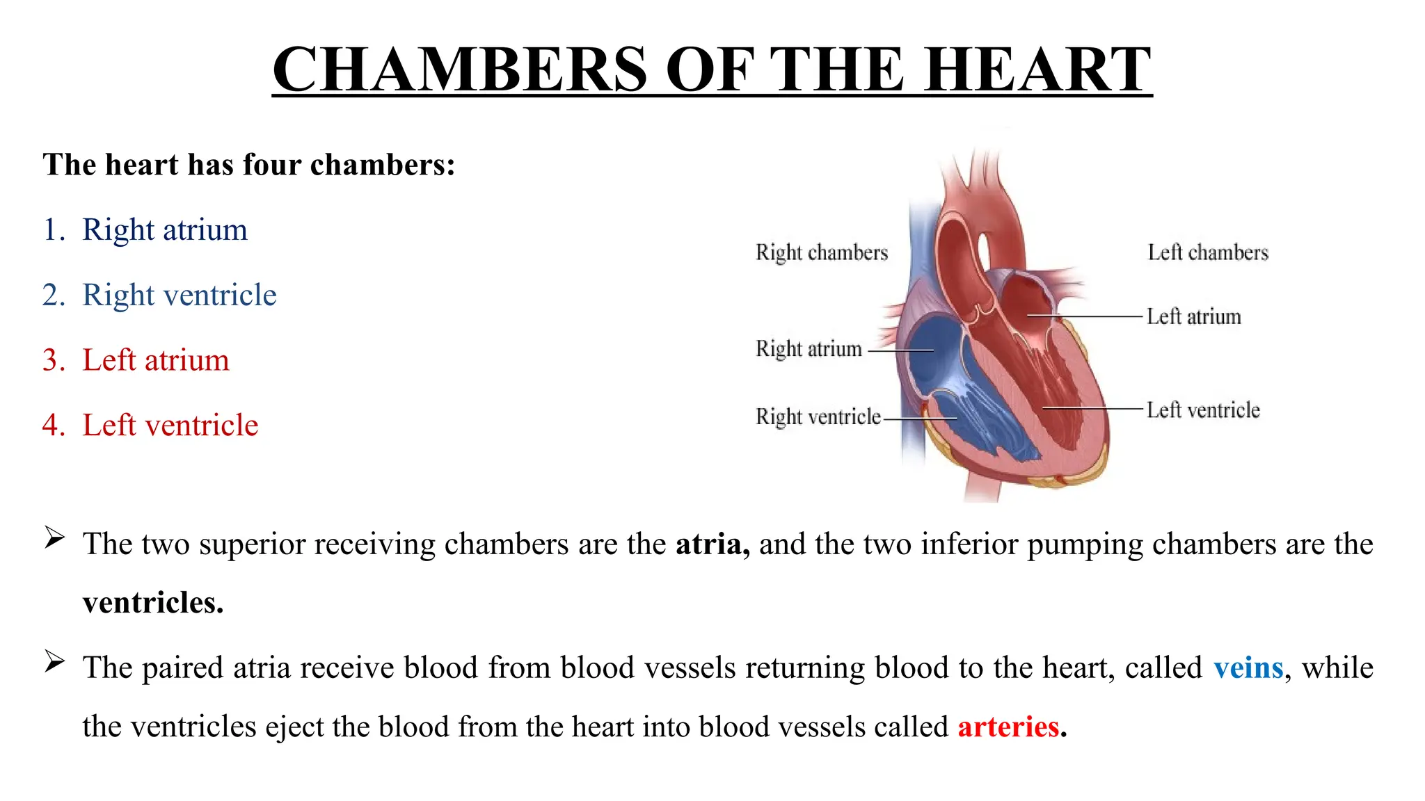 The Cardiovascular System !! The Heart !! Anatomy & Physiology ...