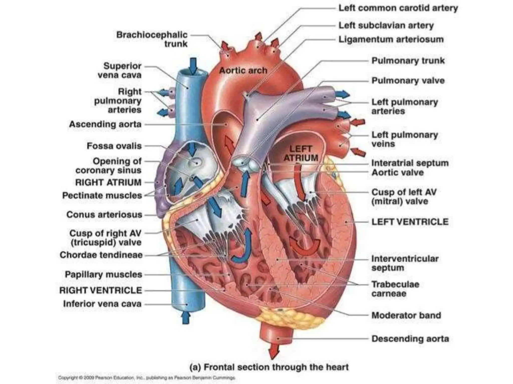 Heart - External Features , Chambers copy.pptx