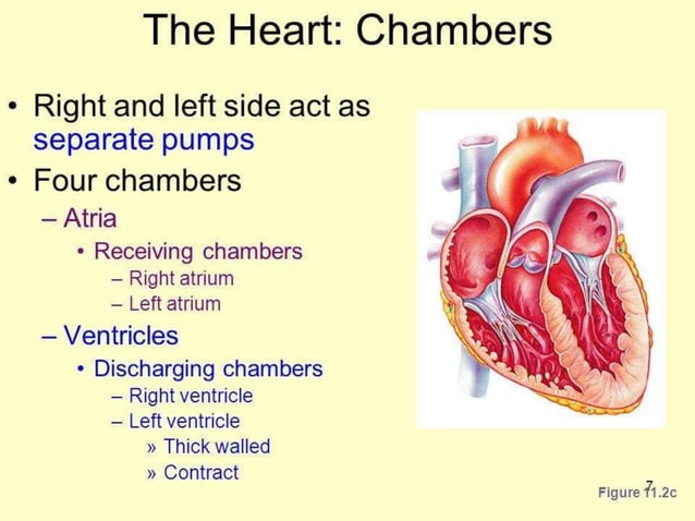 Heart - External Features , Chambers copy.pptx
