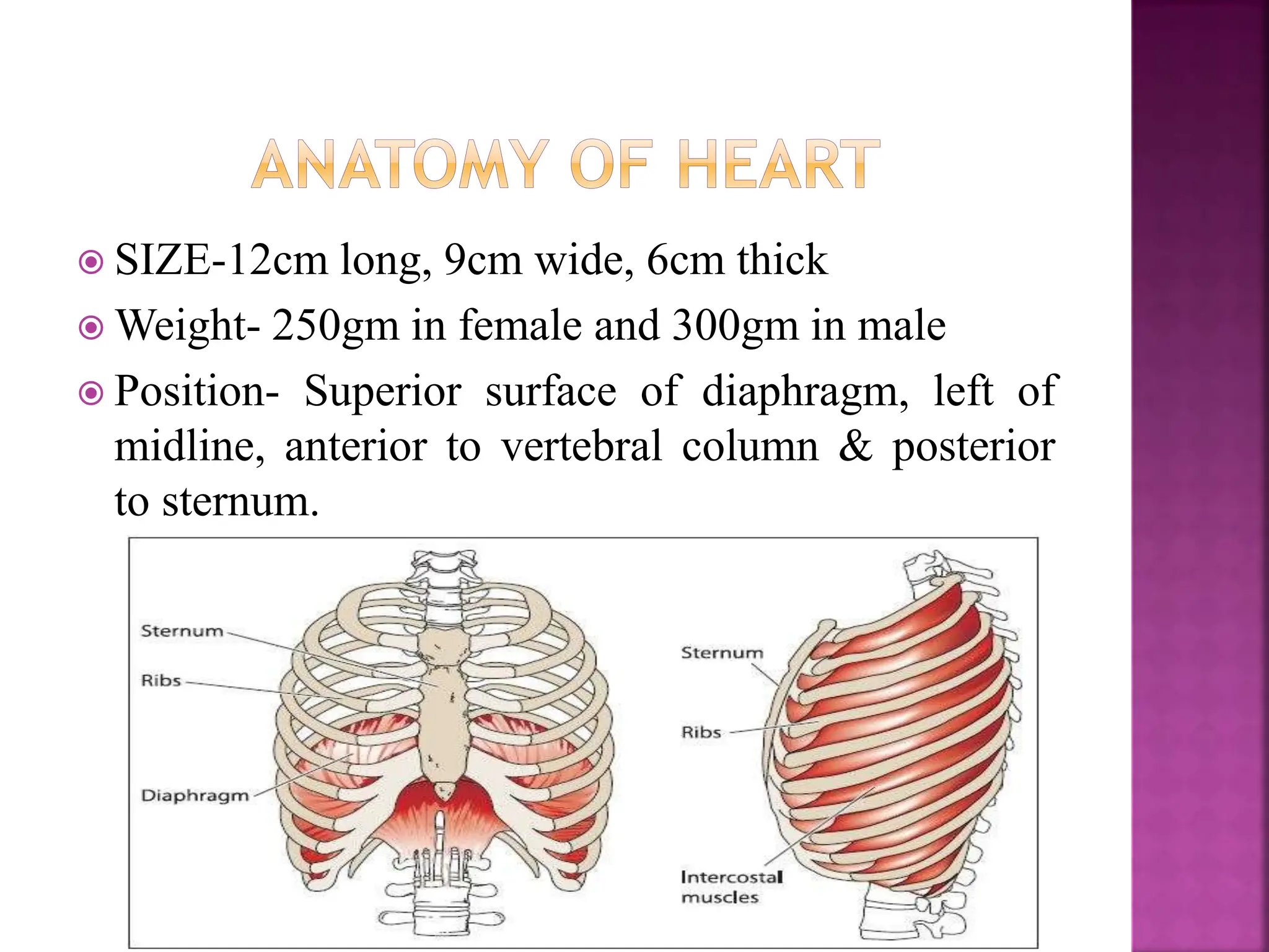 HEART CARDIOVASCULAR SYSTEM BPHARM 1ST YEAR 1.pptx