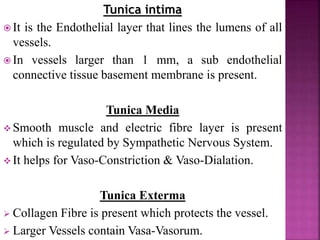 HEART CARDIOVASCULAR SYSTEM BPHARM 1ST YEAR 1.pptx