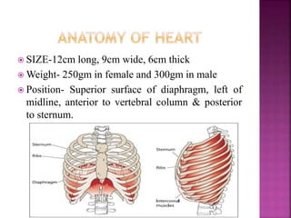 HEART CARDIOVASCULAR SYSTEM BPHARM 1ST YEAR 1.pptx