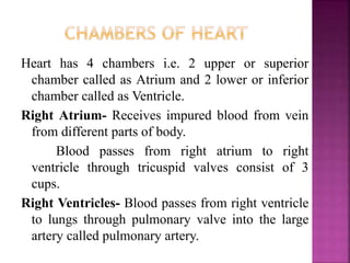 HEART CARDIOVASCULAR SYSTEM BPHARM 1ST YEAR 1.pptx