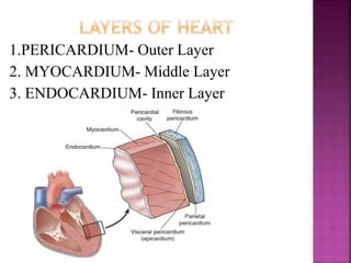 HEART CARDIOVASCULAR SYSTEM BPHARM 1ST YEAR 1.pptx