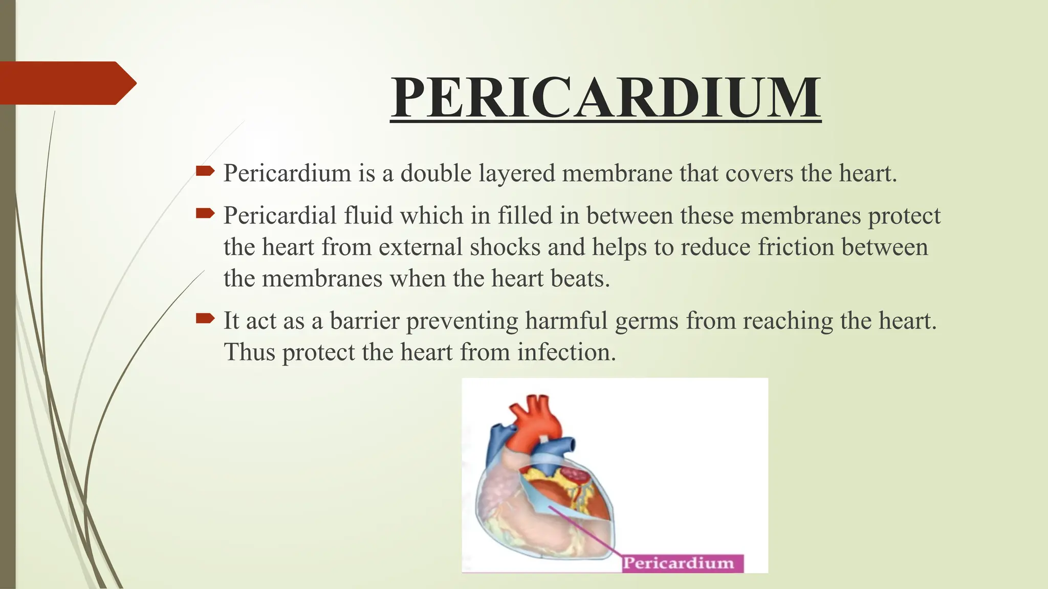 HEART PPT PRESENTATION NATURAL SCIENCE OPTIONAL | PPT