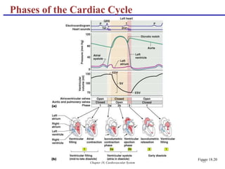 heart2 physiology of cardiovascular system | PPTX