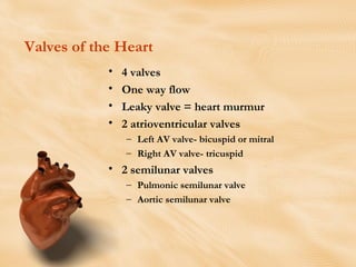 Heart Anatomy and Physiology:Review | PPT