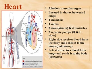 Heart Anatomy and Physiology:Review | PPT