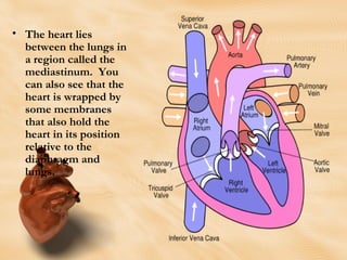 Heart Anatomy and Physiology:Review | PPT