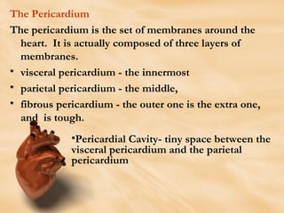 Heart Anatomy and Physiology:Review | PPT