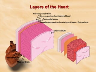 Heart Anatomy and Physiology:Review | PPT