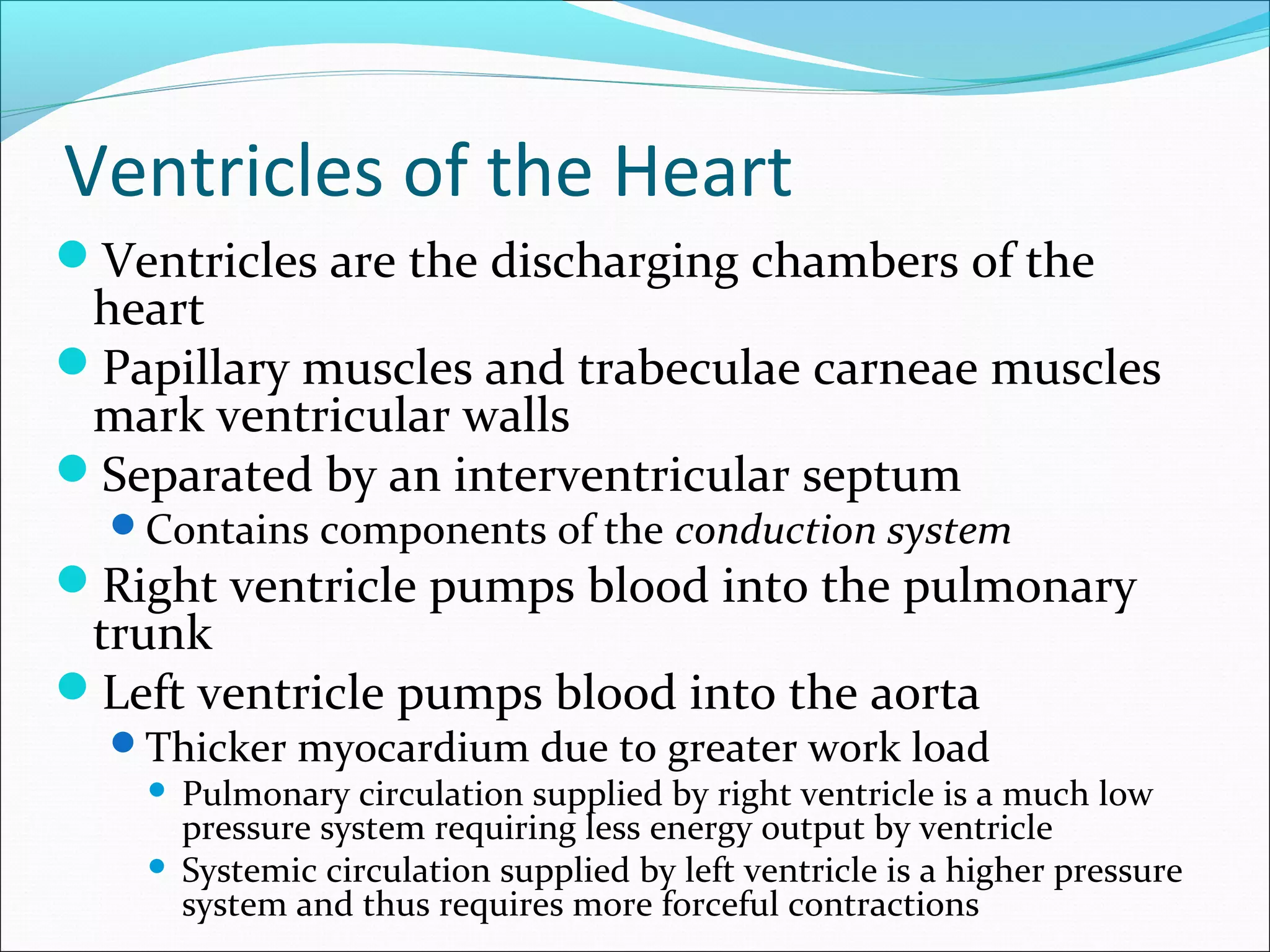 Heart anatomy | PPT