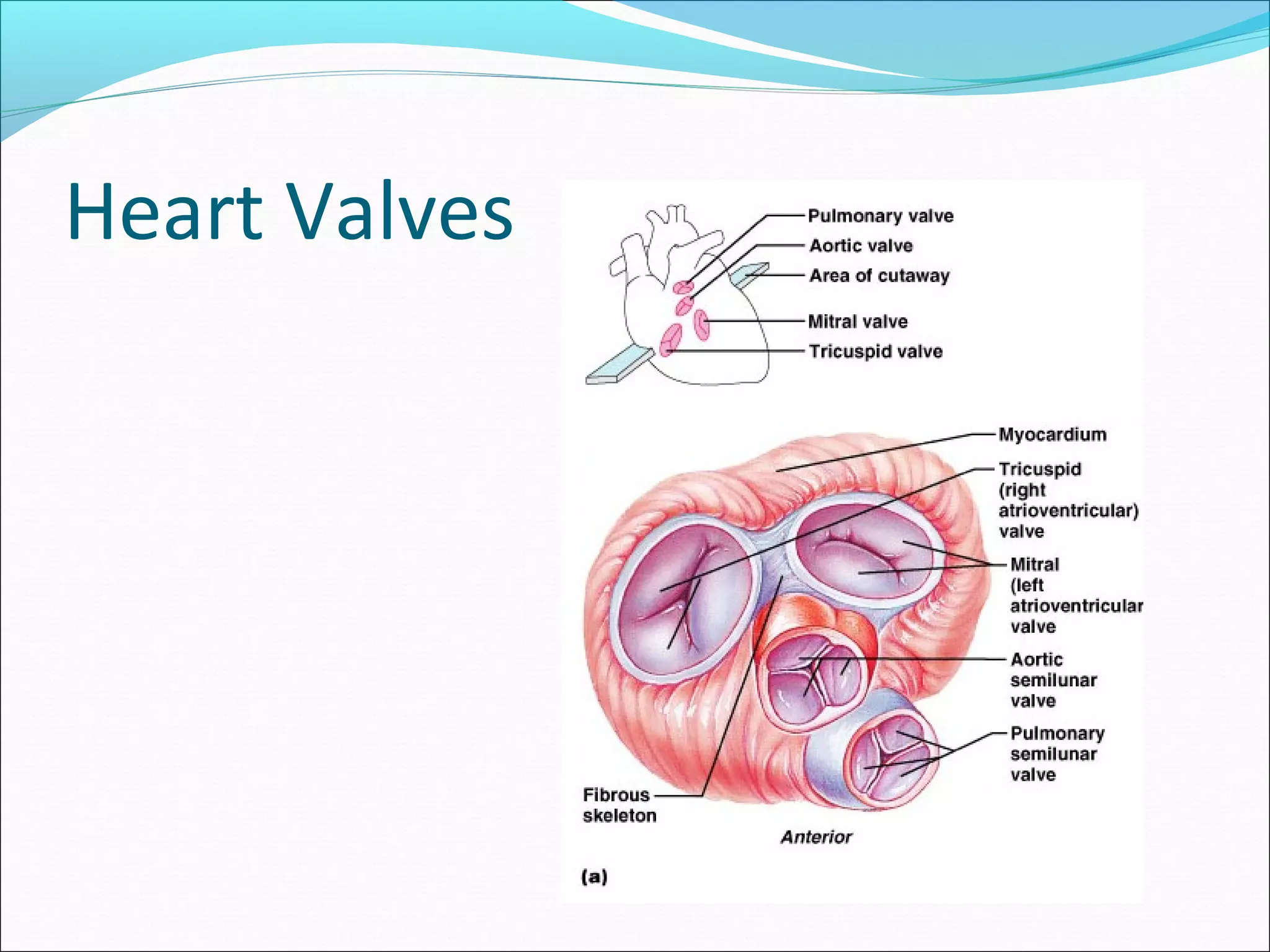 Heart anatomy | PPT
