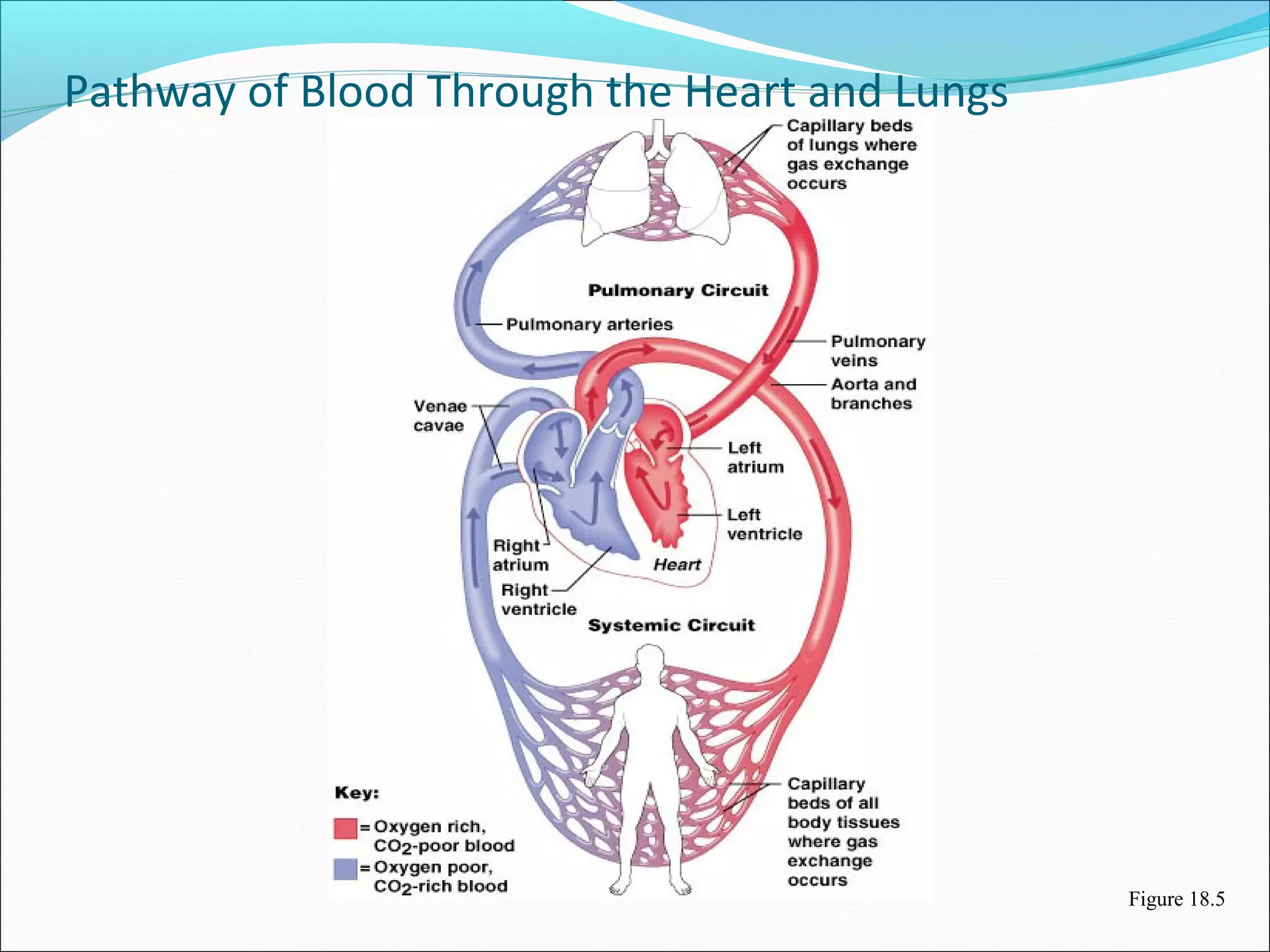 Heart anatomy | PPT