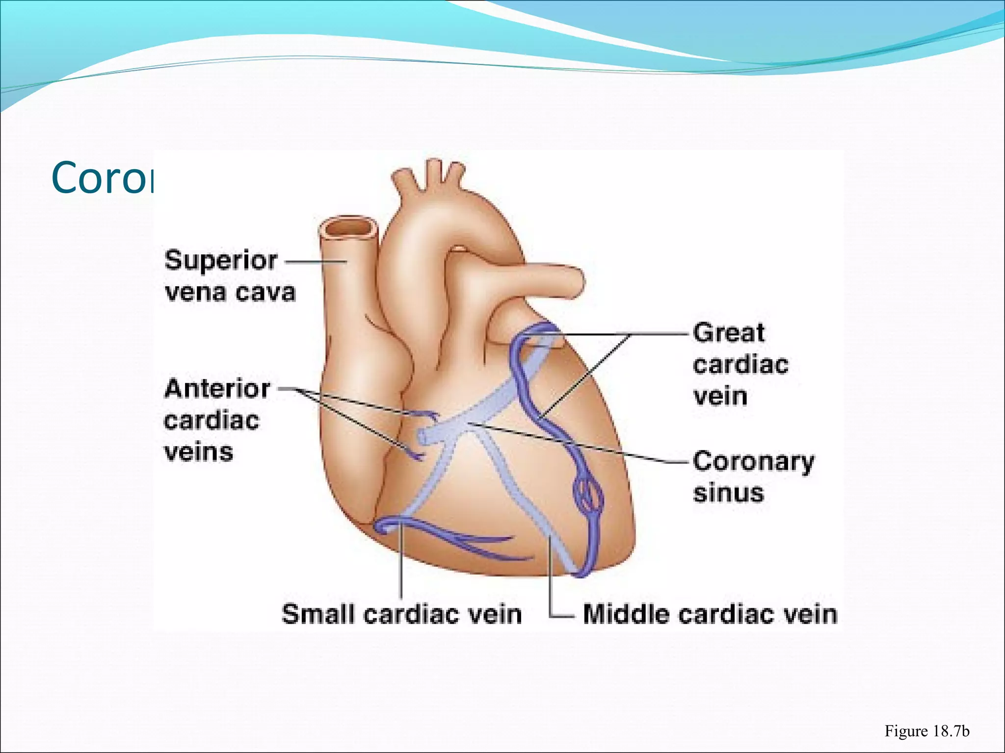 Heart anatomy | PPT