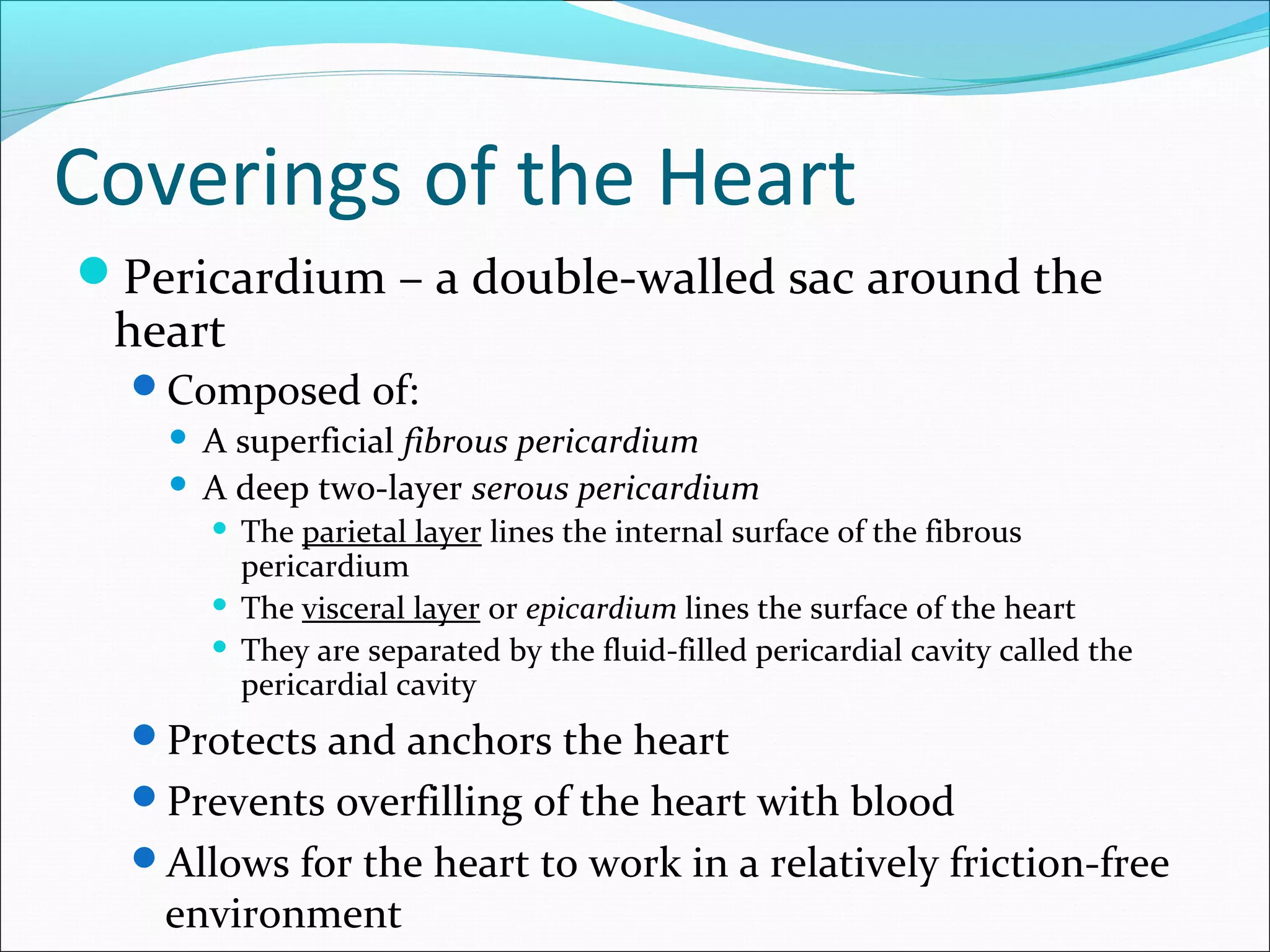 Heart anatomy | PPT